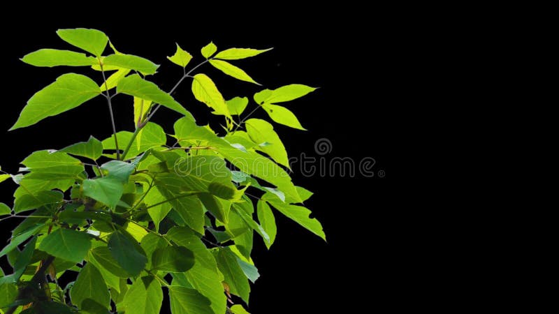 Alpha tree leaves stock footage. Video of channel, growth - 149954718