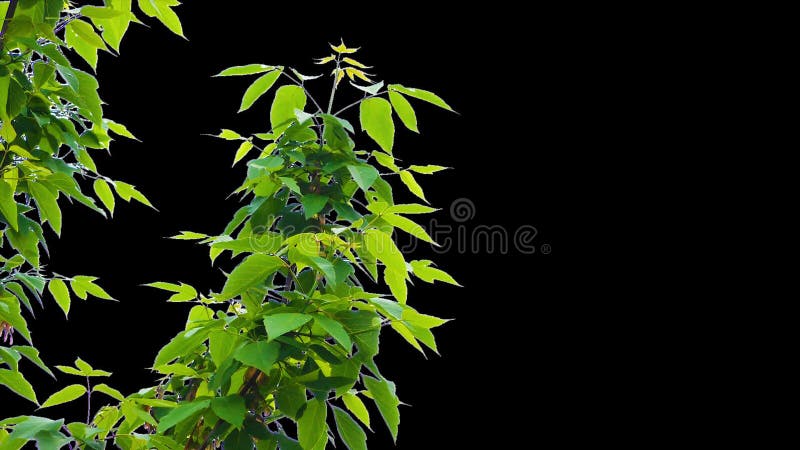 Alpha tree leaves stock footage. Video of channel, growth - 149954718