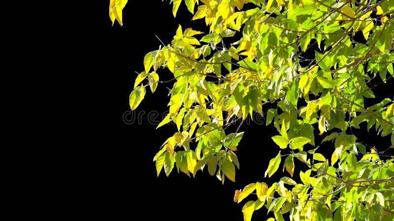 Alpha channel tree leaves stock footage. Video of environment - 100880512