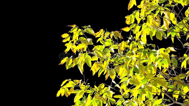 Alpha channel tree leaves stock footage. Video of environment - 100877134