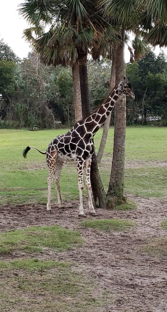 Alpha Giraffe stock image. Image of giraffe, alpha, tower - 133315903