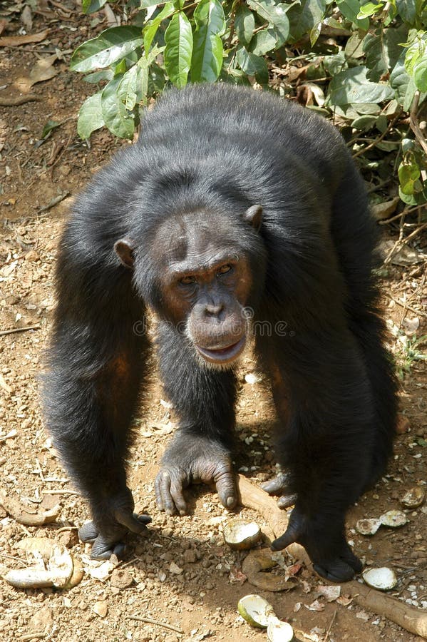 Alpha male arctic wolf stock image. Image of carnivore - 23046269