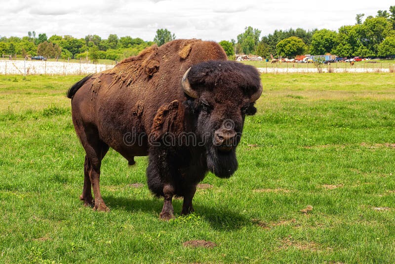Alpha Male American Buffalo (bison) Stock Photo - Image of buffalo ...