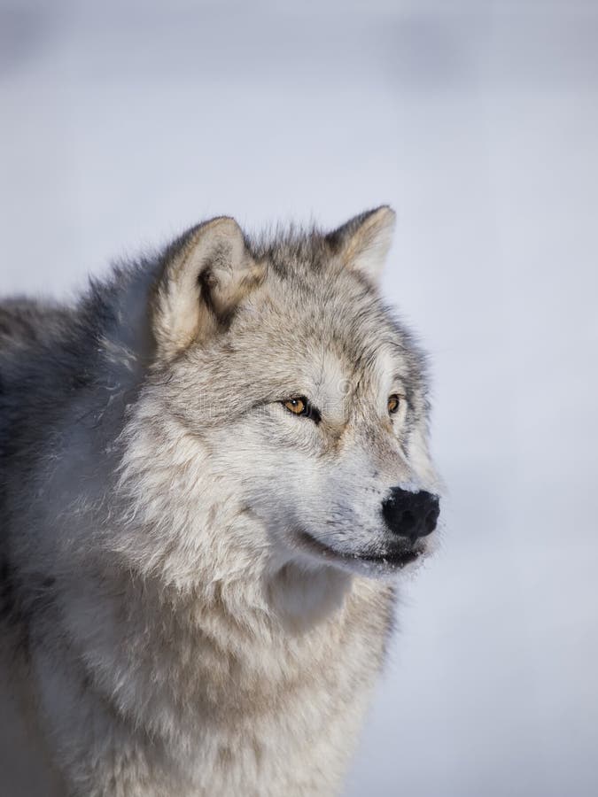 Alpha male arctic wolf stock image. Image of attention - 17619695