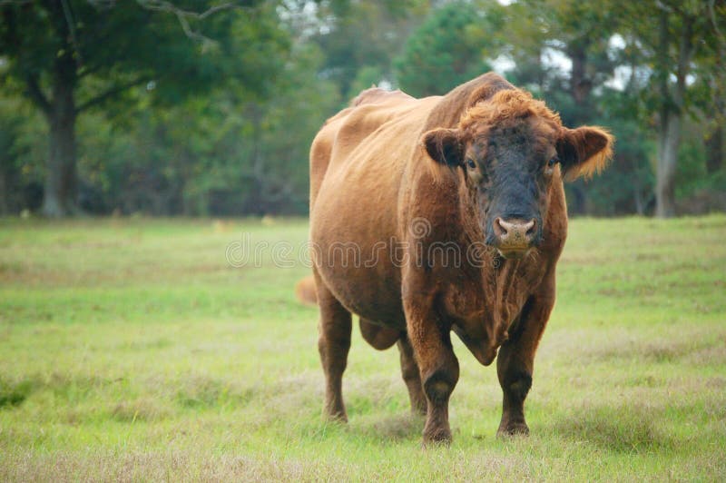 Alpha Male Bull foto de archivo. Imagen de carne, animal - 80561534