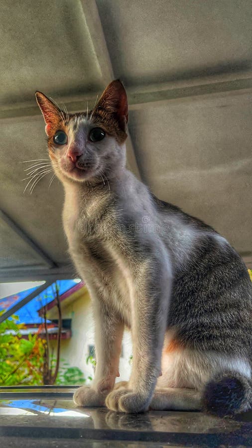 Alpha male cat stock photo. Image of alpha, male, sitting - 264654430