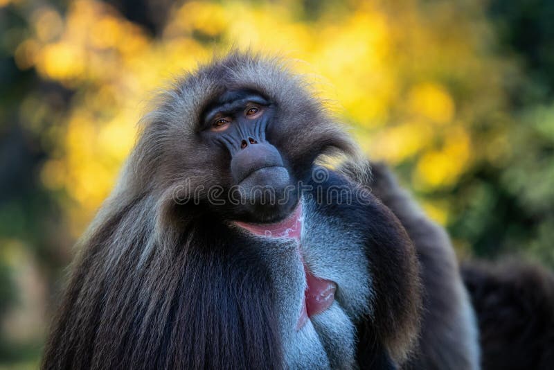 Alpha Male of Gelada Baboon - Theropithecus Gelada, Beautiful Ground ...