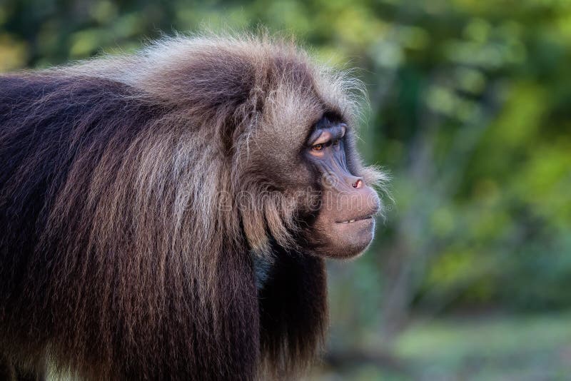 Alpha Male of Gelada Baboon - Theropithecus Gelada, Beautiful Ground ...