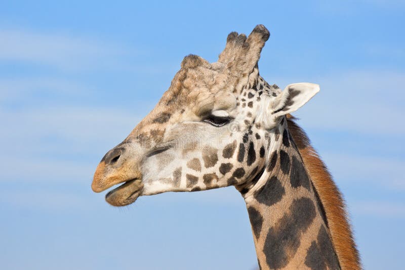 Giraffe Alpha Run Stock Photos - Free & Royalty-Free Stock Photos from ...