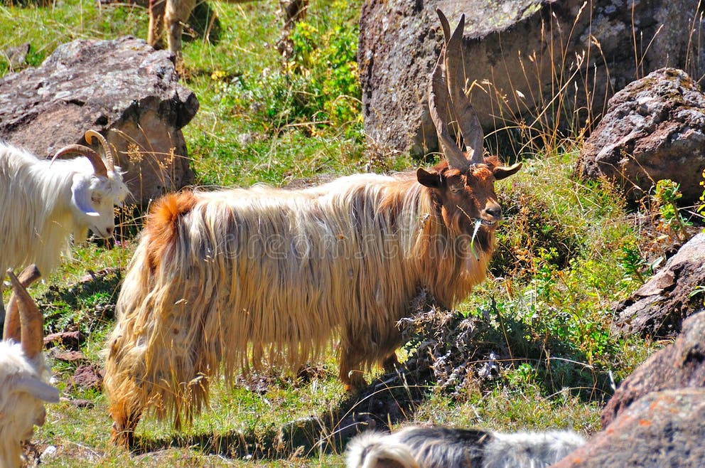 Alpha Male Goat stock image. Image of lamb, farm, green - 27128327