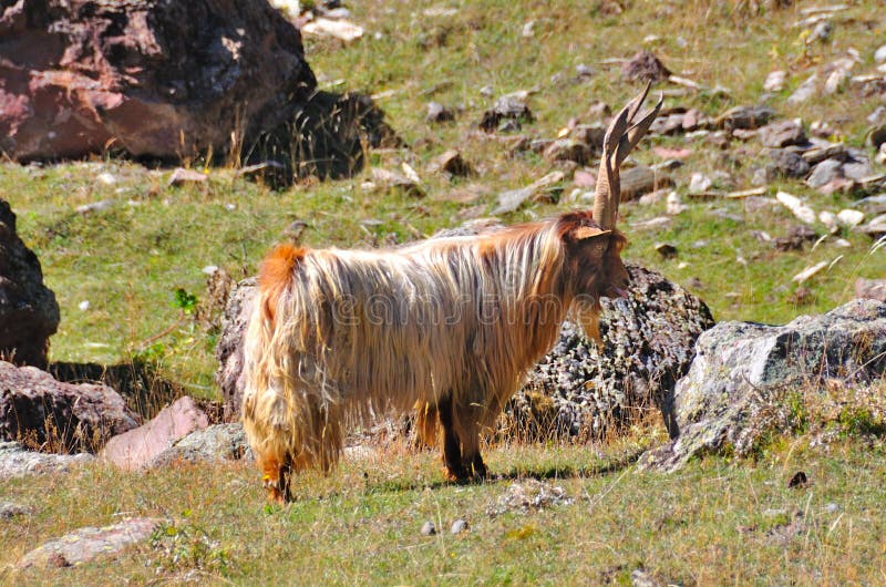 Alpha Male Goat stock image. Image of male, grass, europe - 27128615