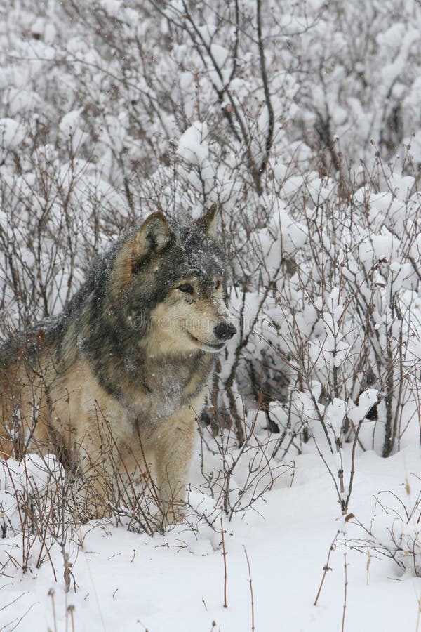 Alpha Male an Female Grey Wolf Courting Stock Photo - Image of fierce ...