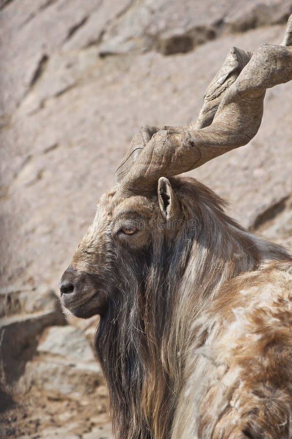 Alpha Male Goat stock image. Image of shorn, spring, farming - 27128615