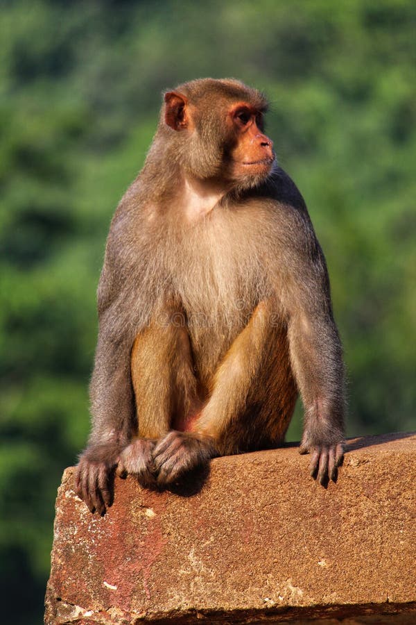 Alpha Monkey Sits on the Roof and Looks into the Distance Stock Image ...