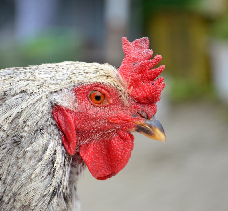 Magnificent Alpha Male Wolf in Pack Standing in the Forest Stock Image ...