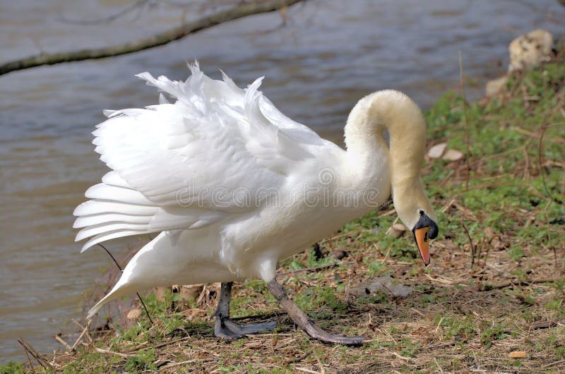 Alpha male pose stock image. Image of river, swan, beak - 679077