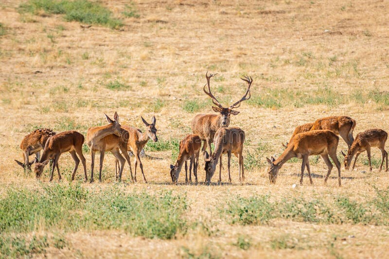 Alpha deer stock photo. Image of deer, male, presence - 114958354