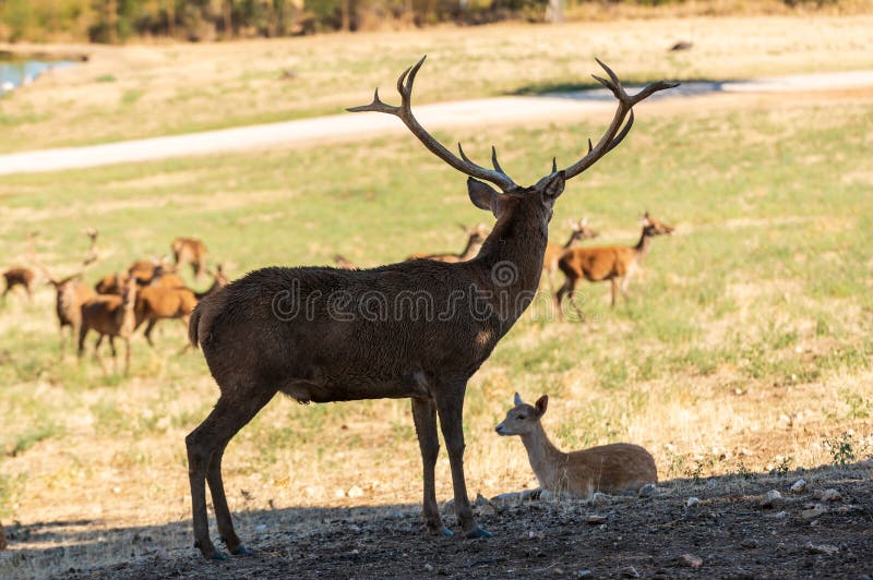 Alpha deer stock photo. Image of deer, male, presence - 114958354