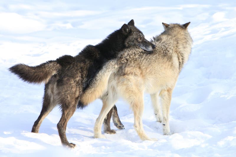 Big male timber wolf stock photo. Image of crushing, baby - 42659358