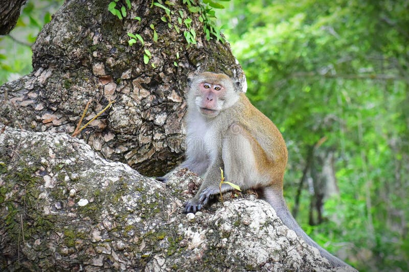 Alpha Monkey Sits on the Roof and Looks into the Distance Stock Image ...