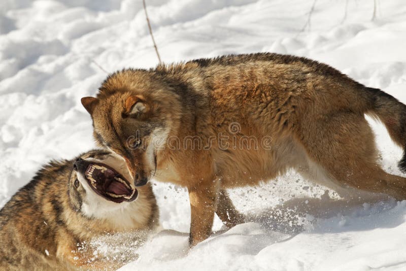 Alpha male wolf stock photo. Image of male, pack, orange - 13671384