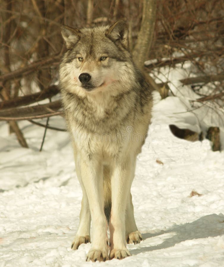 310+ Male wolf Free Stock Photos - StockFreeImages