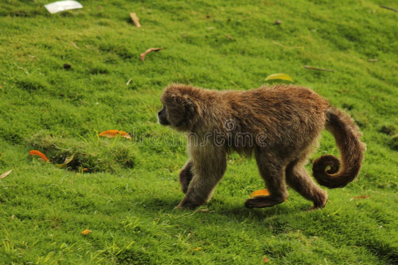 The alpha for a ride stock photo. Image of rodent, animal - 273264964