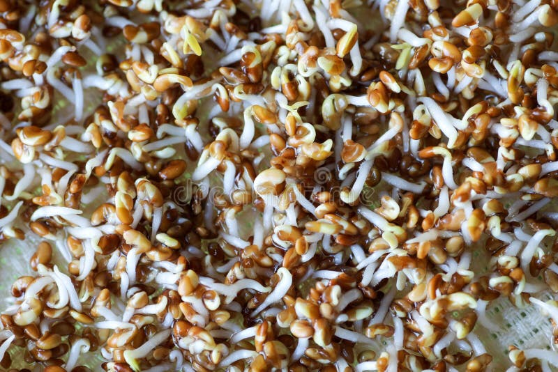 Alpha-alpha sprouts stock image. Image of natural, green - 12147061