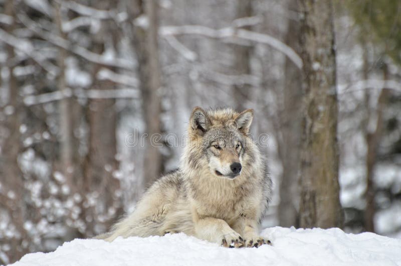 Big alpha timber wolf stock image. Image of crushing - 84198161