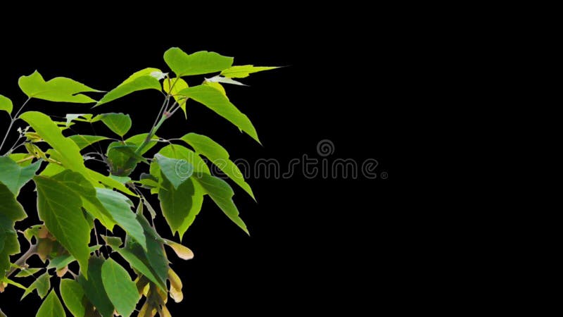Alpha tree leaves stock video. Video of design, architectural - 149958393