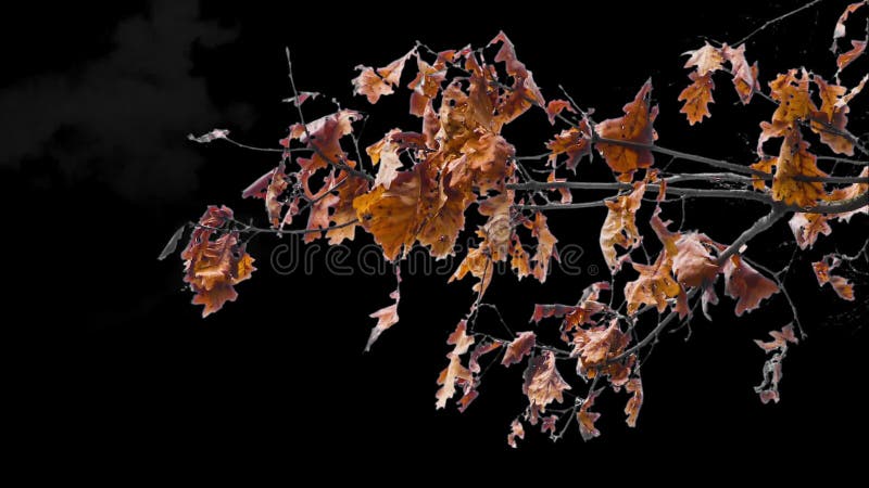 Alpha tree leaves stock video. Video of collage, green - 151298811