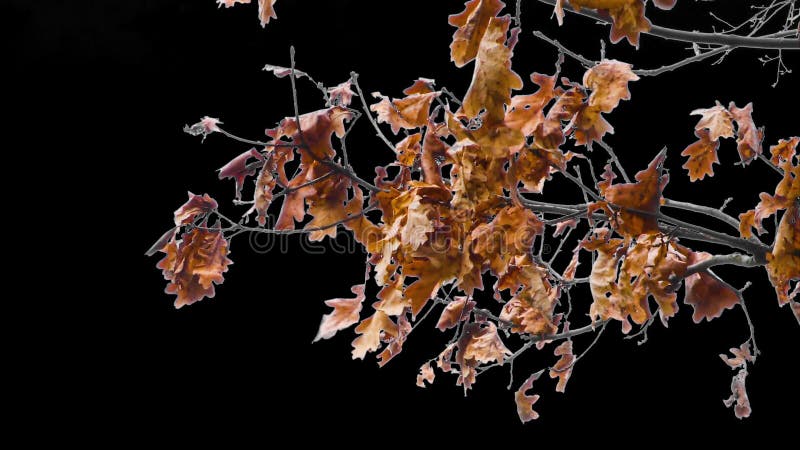 Alpha tree leaves stock footage. Video of generated - 149950676