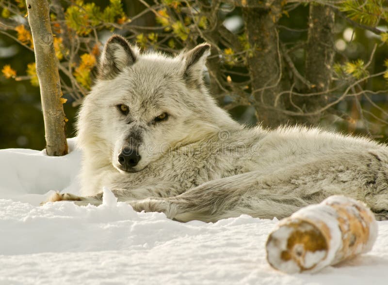 Alpha Wolf Laying on a Snow Covered Hill Stock Photo - Image of eyes ...