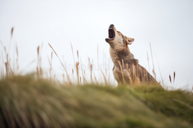 Alpha Wolf Leading a Howl on a Grassy Knoll Stock Image - Image of ...