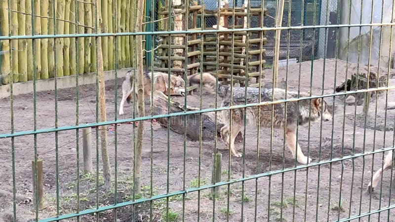 Alpha Wolf Marks Territory and Rakes the Ground with Its Feet Stock ...