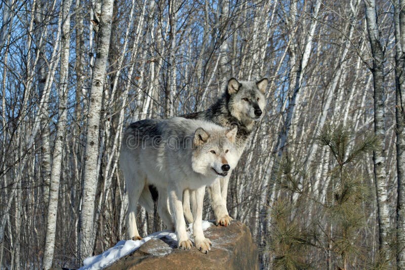 Alpha Wolves stock image. Image of winter, wolf, male - 83851333