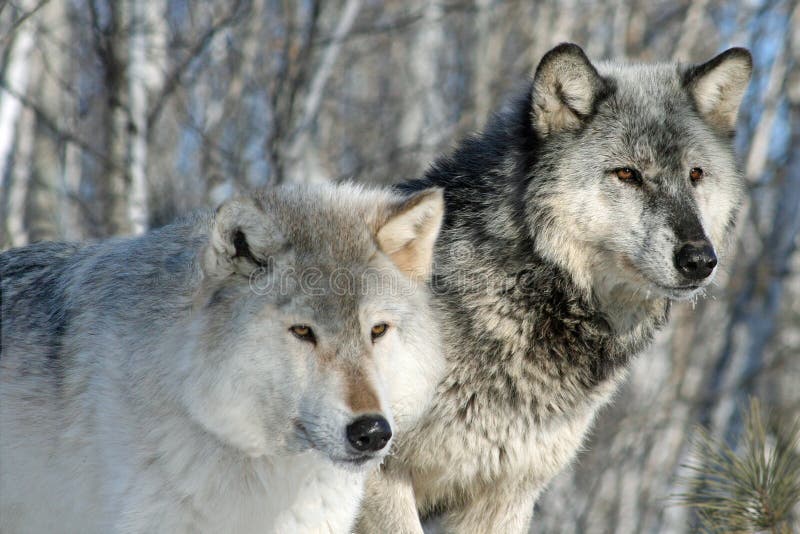 7,894 Wolves Photos - Free & Royalty-Free Stock Photos from Dreamstime