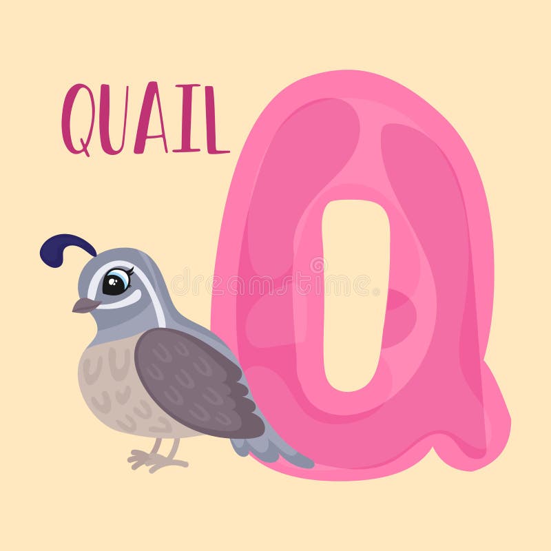 ALPHABET Q QUAIL Vector Educational Animals Alphabet Q is for QUAIL ...