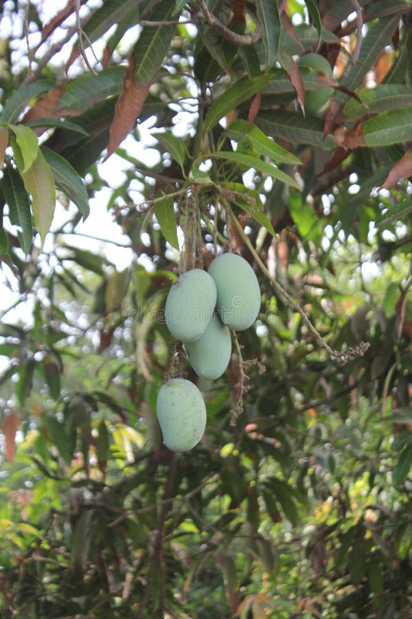 Alphonse Mangoes Fruits Hanging on the Tree during Summer Stock Photo ...