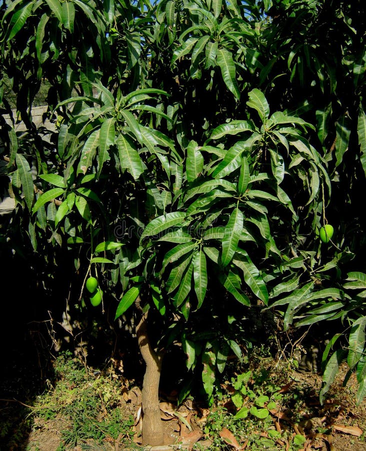 Alphonso Green Tree Having Alphonso Mangoes Stock Image - Image of ...