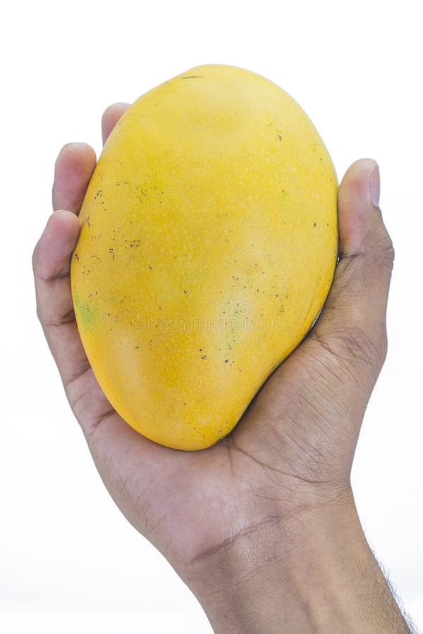 Alphonso Mango High Quality Image on White Background Stock Photo ...