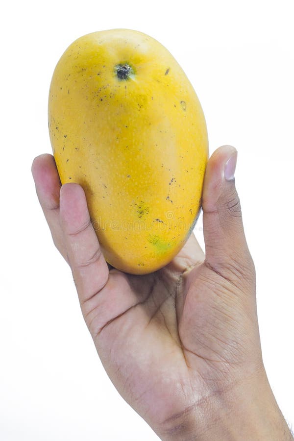 Alphonso Mango High Quality Image on White Background Stock Photo ...