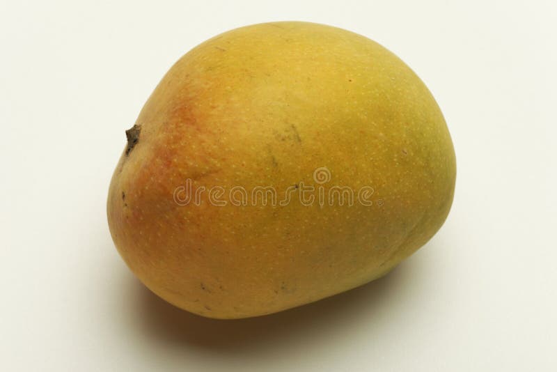 Alphonso Mango From Maharashtra India. Stock Photo - Image of ...