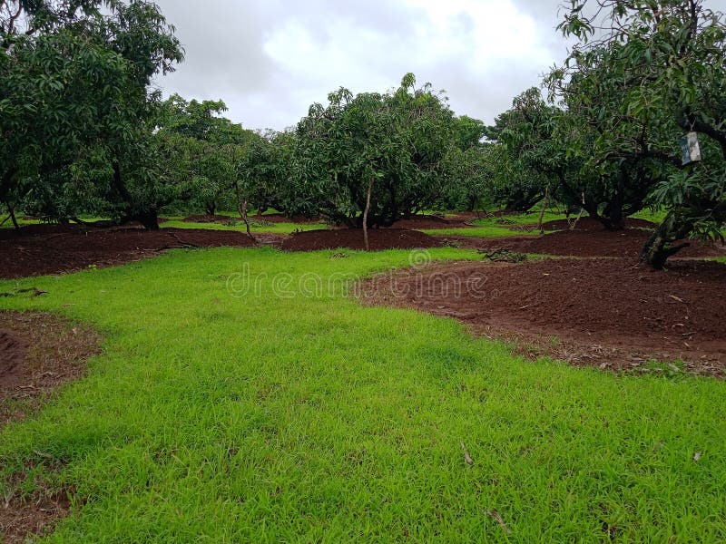 Alphonso Mango Plantations in India. Stock Photo - Image of india ...