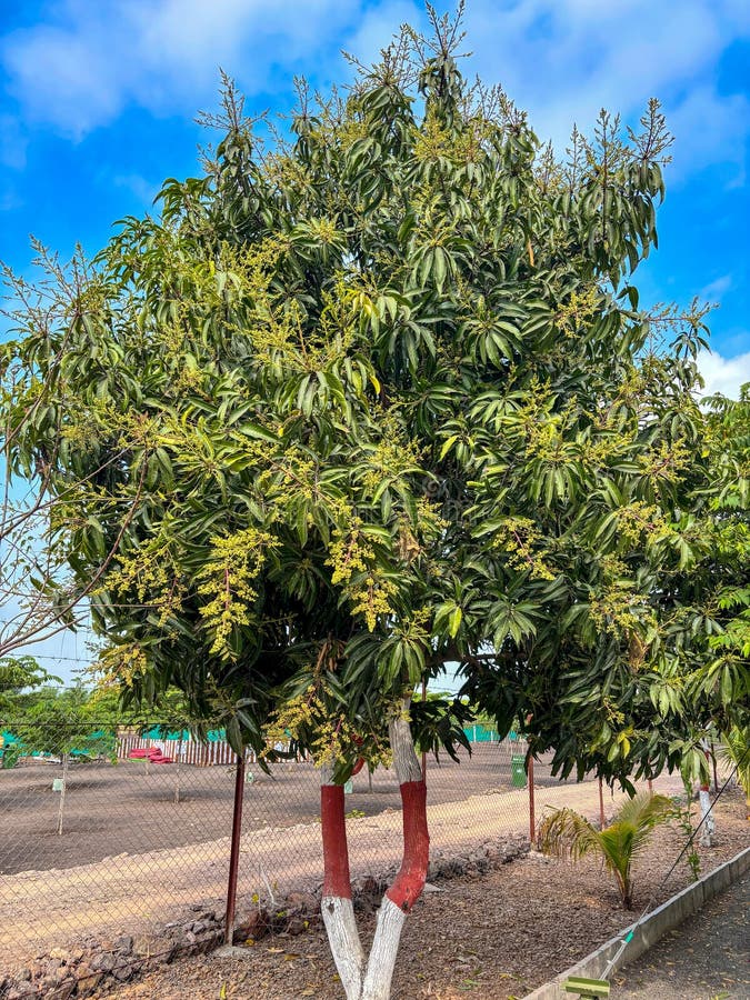 Alphonso Mango Tree with Flowering Stock Photo - Image of fruit, tree ...