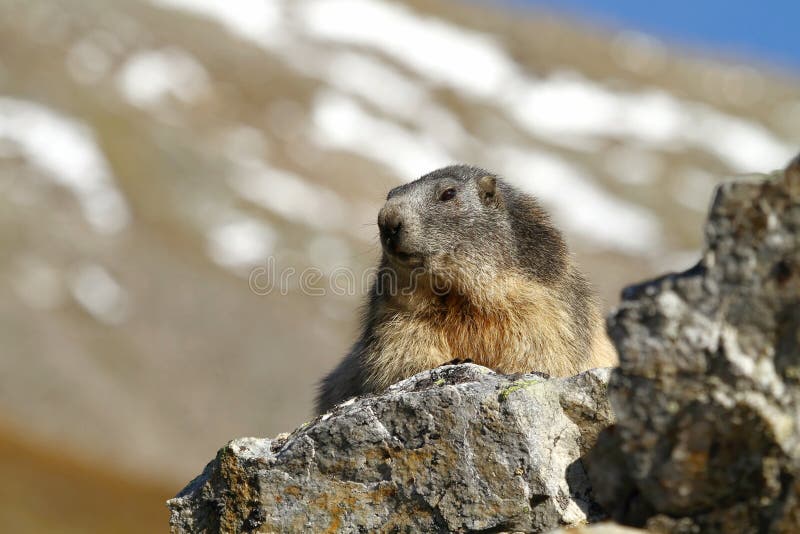 Bergmarmot stock foto. Image of nave, corpulent, alpen - 48907520