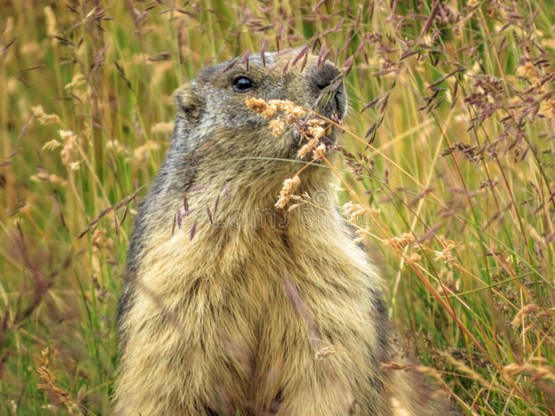 Alpiene Marmot (marmota Marmota) Stock Foto - Image of naughty, alpen ...