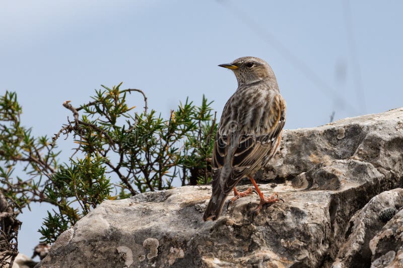 Alpine Accentor Prunella Collaris with Back Turned and Looking at ...