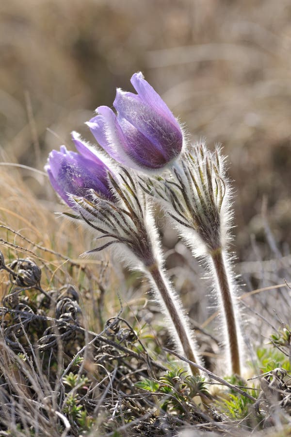 Alpine Anemone Mountain Flower Stock Image - Image of mountain, spring ...