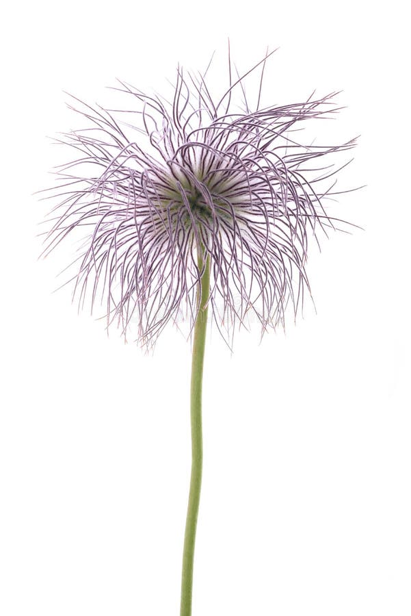 Alpine anemone fruit stock photo. Image of fruit, isolated - 99112238